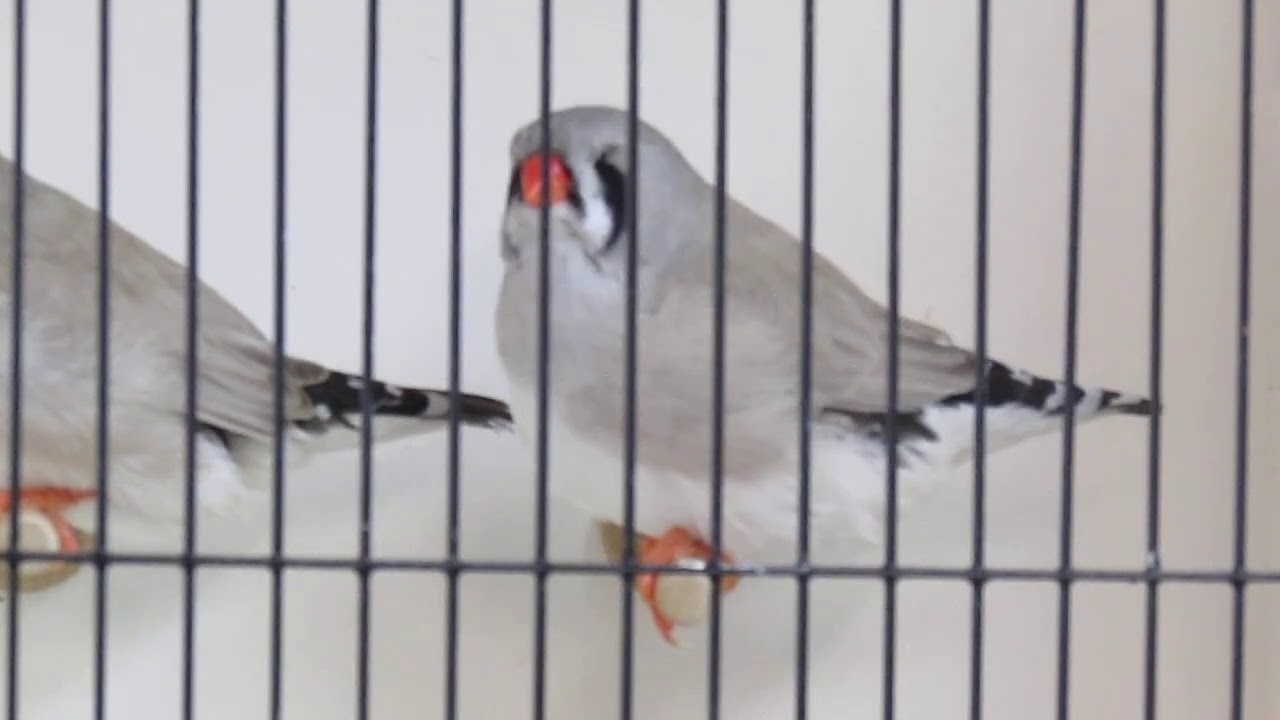 Light-back zebra finch hen - YouTube