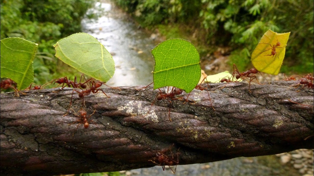Leafcutter ants crossing a bridge in the Amazon rainforest of Ecuador ...