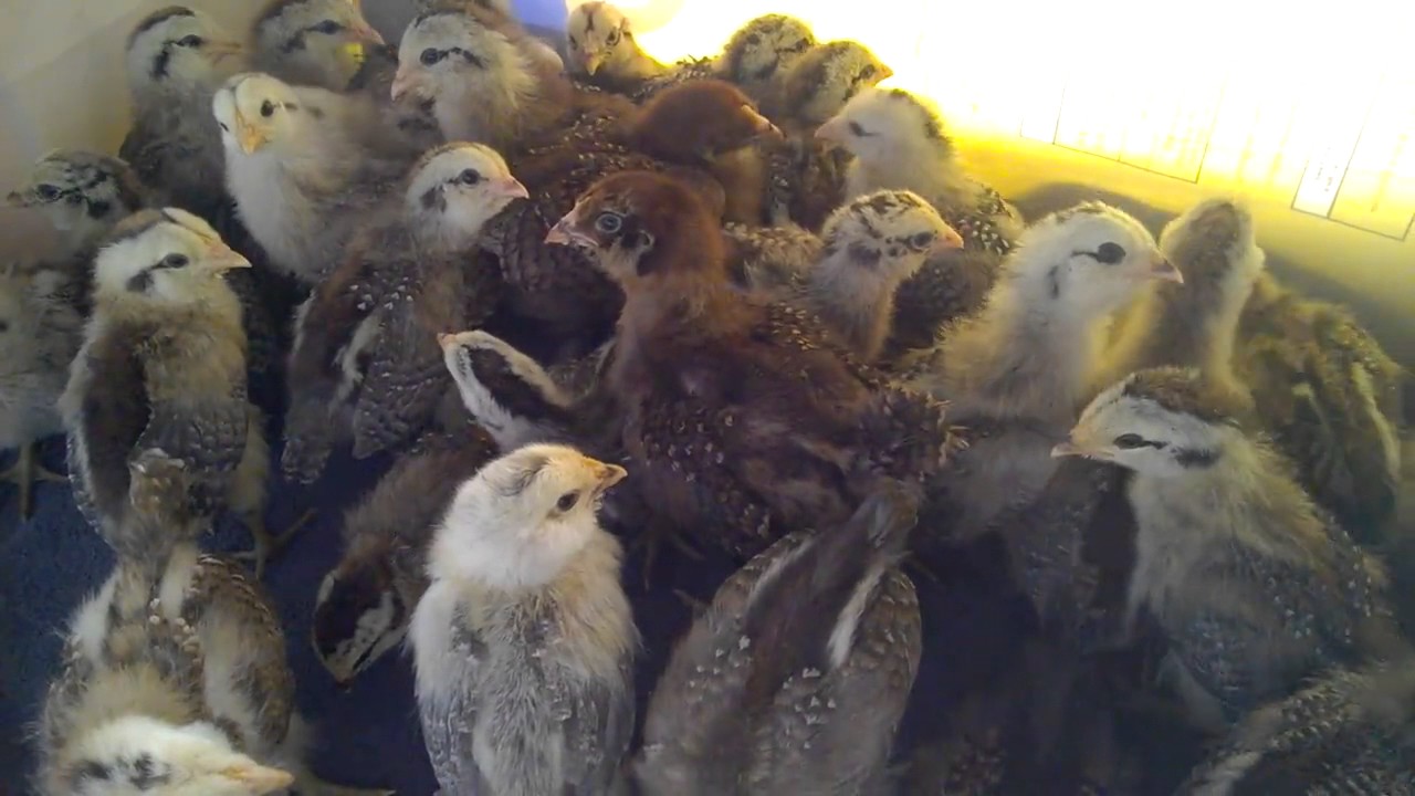 My poultry breeding projects(32) - YouTube