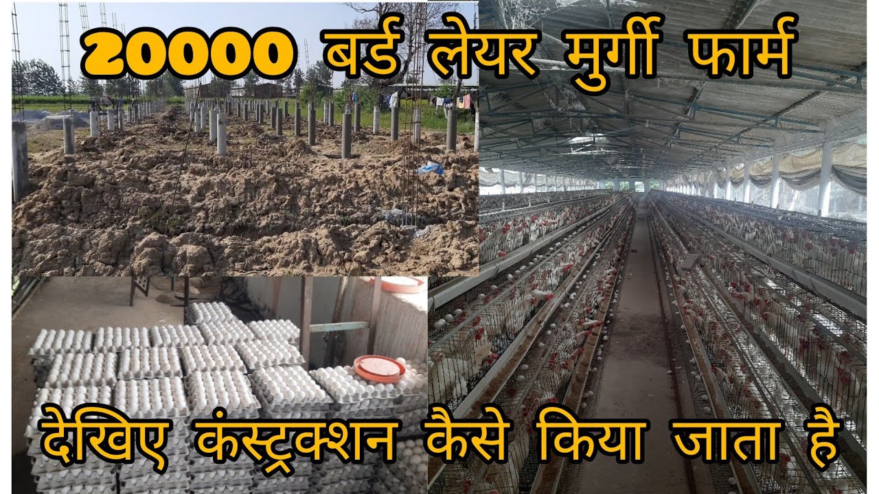 20000 बर्ड लेयर मुर्गी फार्म | देखिए कंस्ट्रक्शन कैसे किया जाता है ...