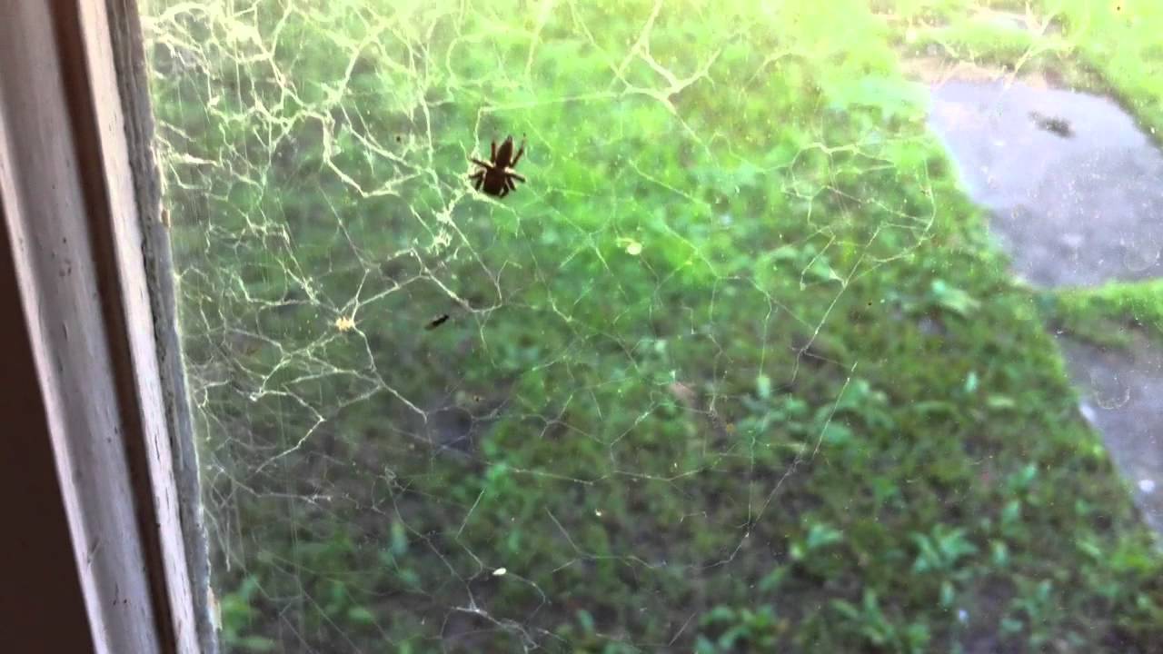 jumping spider catching prey - YouTube
