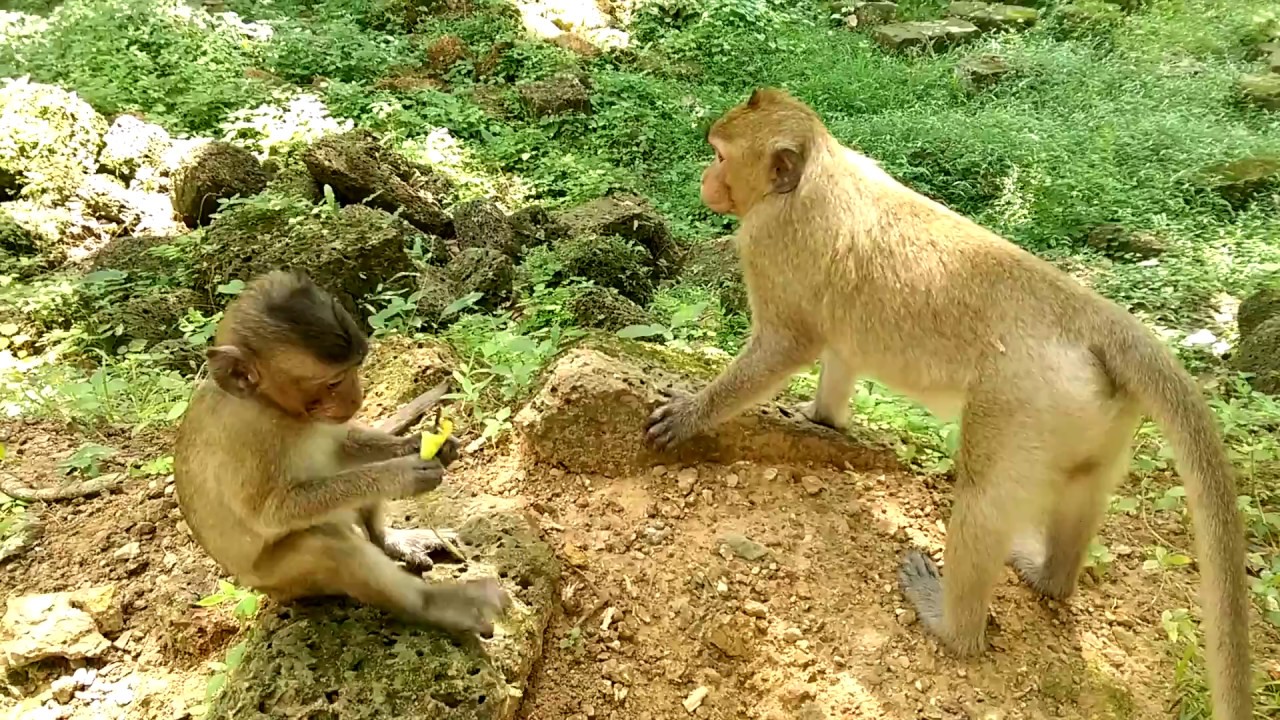 Amazing Monkey Meeting - Monkeys Meeting Near Angkor Wat Temple - Funny ...