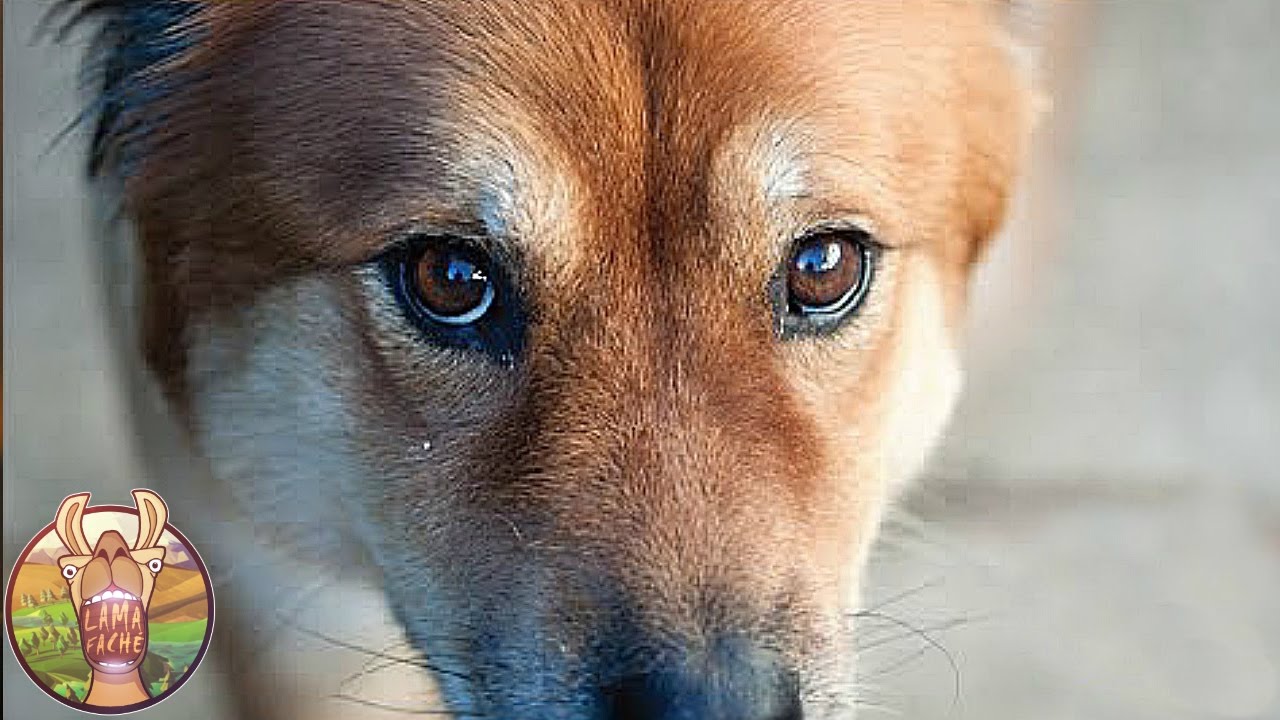 Comment Les ANIMAUX Voient Le Monde ?? | Lama Faché - YouTube