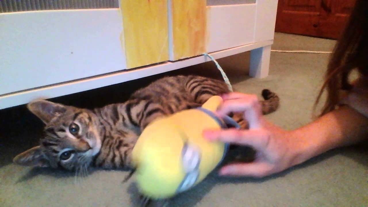 some random stuff - YouTube