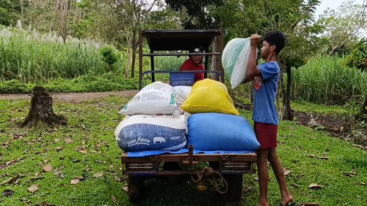 WHOLE DAY LABADA NAKUHA NA DIN ANG MGA IPAKISKIS NA MGA PALAY + NAGBAYO ...