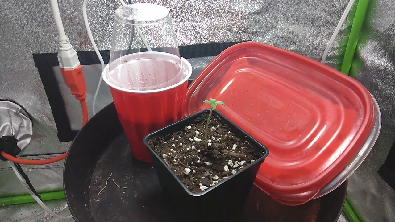 12/12 grow - YouTube