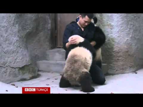 Panda Bakıcısının Çaresiz Anları