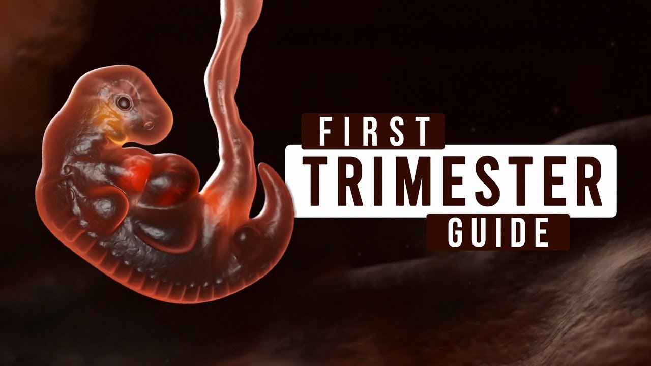 First Trimester Survival Guide: What to Expect and How to Thrive! EP2 ...