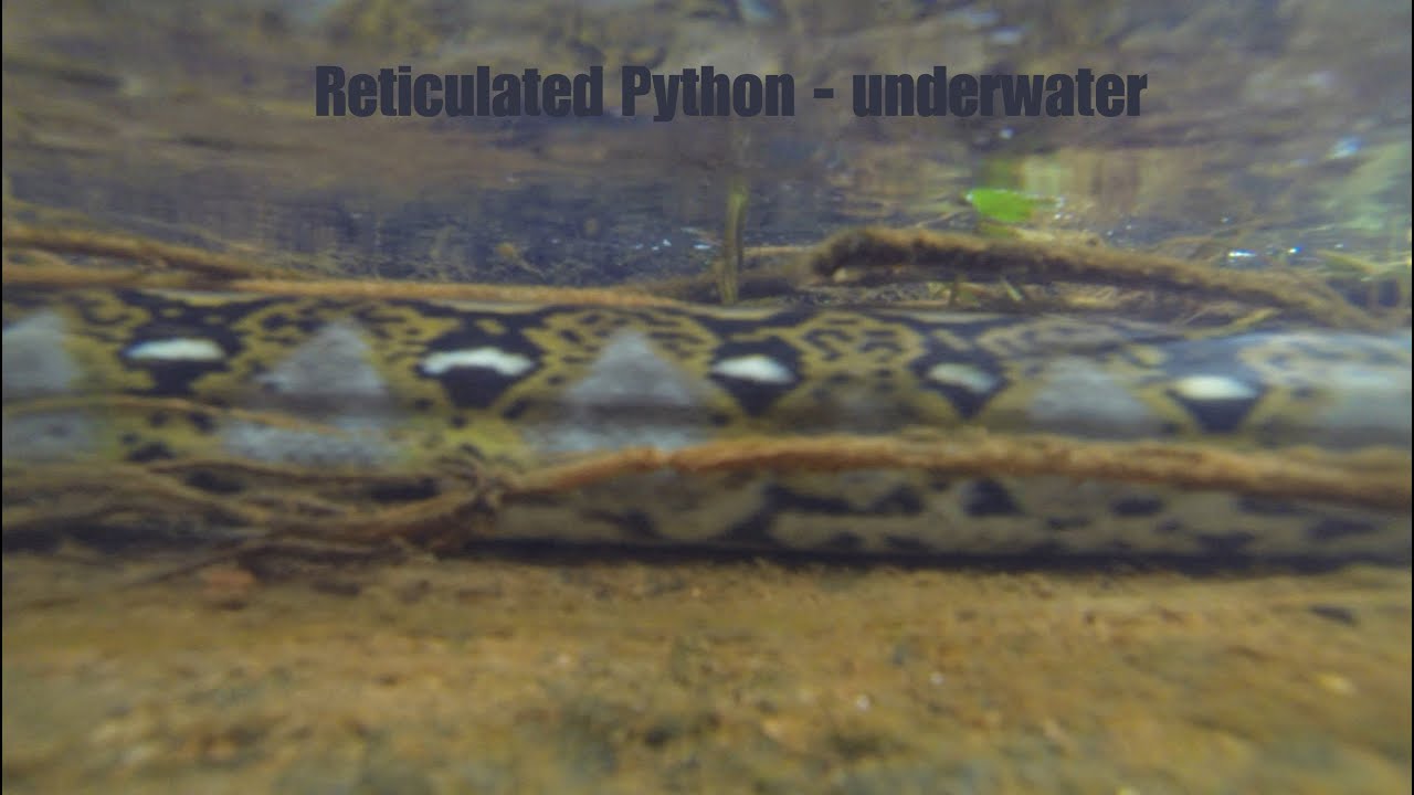Reticulated Python Underwater - YouTube
