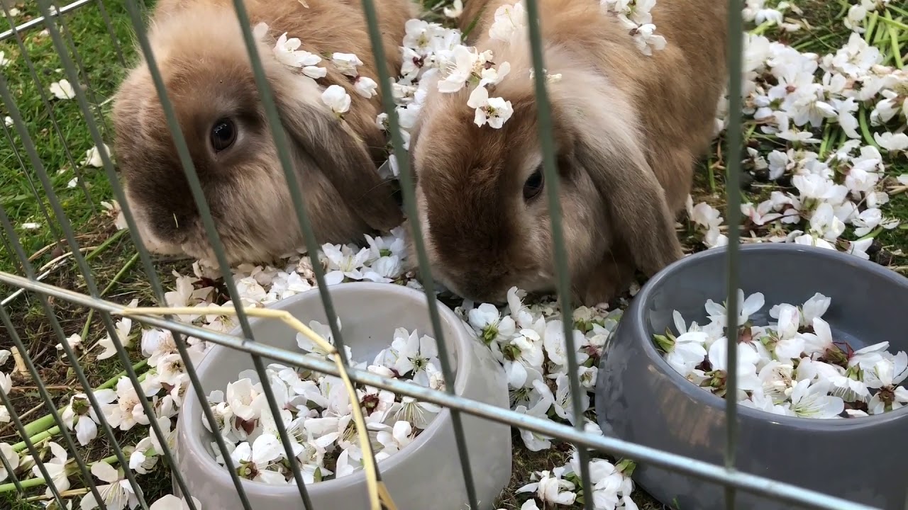 rabbits like to eat cherry blossom - YouTube