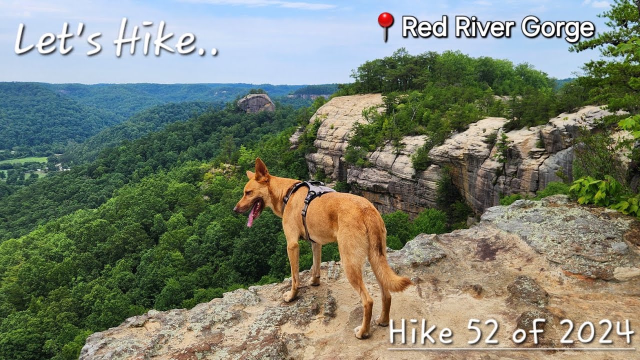 Hike 52 of 2024 - Auxier Ridge & Courthouse Rock - Red River Gorge ...