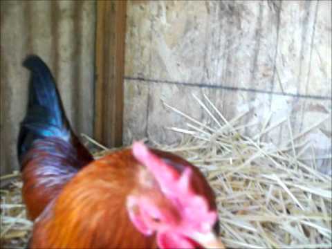 BB Red Old English Game Bantam - YouTube