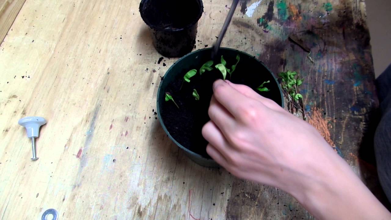 Planting Maple tree seeds/ seedlings - YouTube