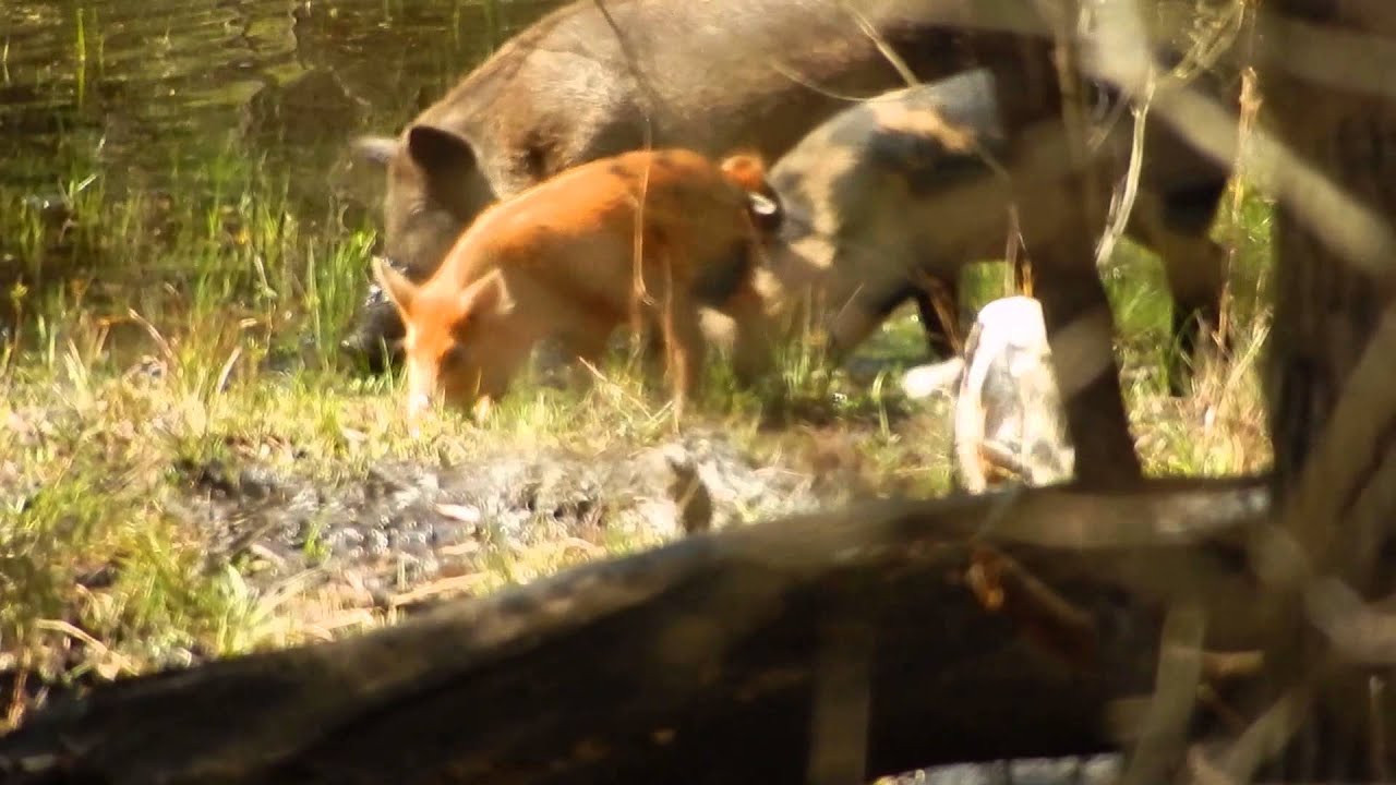 WILD HOGS GANG IN N. FLA!. - YouTube