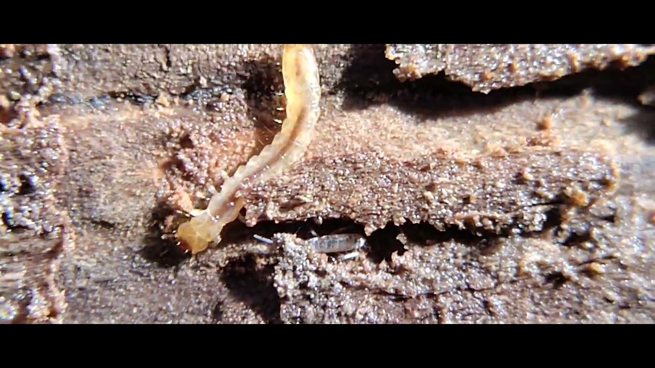 Fire Colored Beetle Larvae Genus Dendroides - YouTube