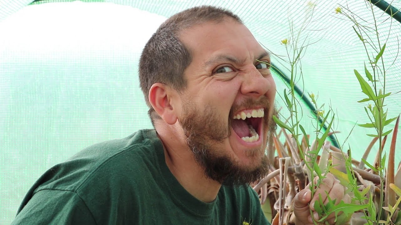 How (and why) to Grow London Rocket - YouTube