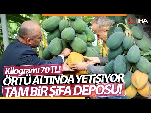 Örtü Altında Papaya Üretimi Denendi, Bir Fidan 60 Kilo Ürün Verdi