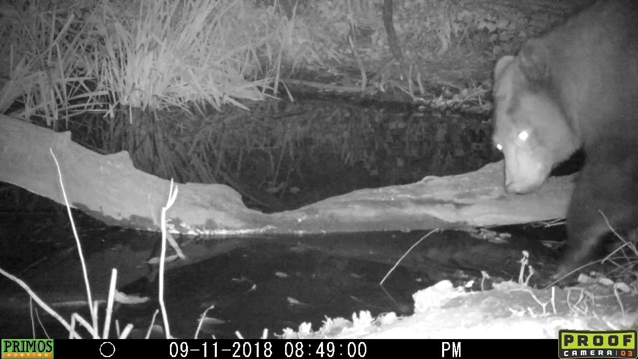 bear sniffing camera night 11Sept2018 - YouTube