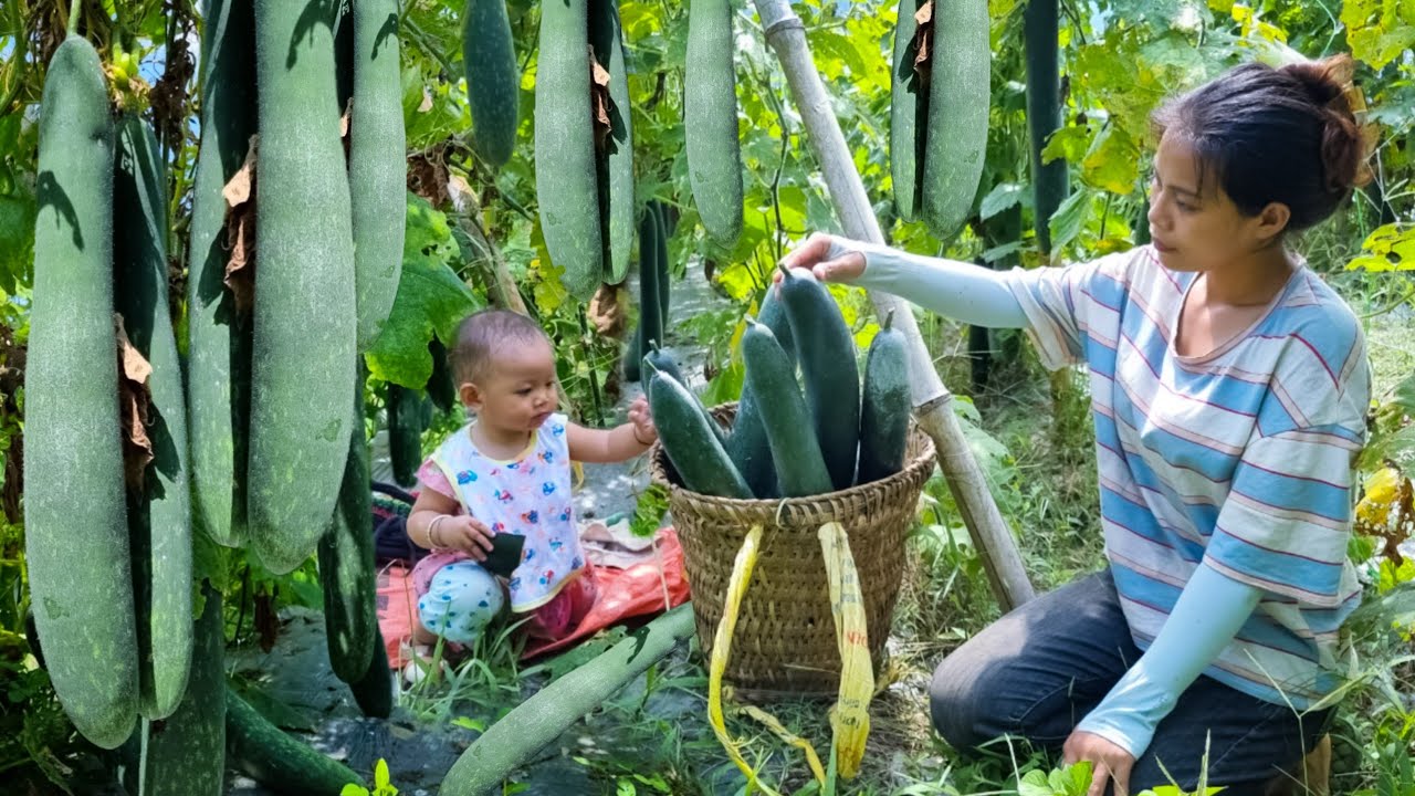 Harvest squash to sell. Daily life of a single mother - YouTube
