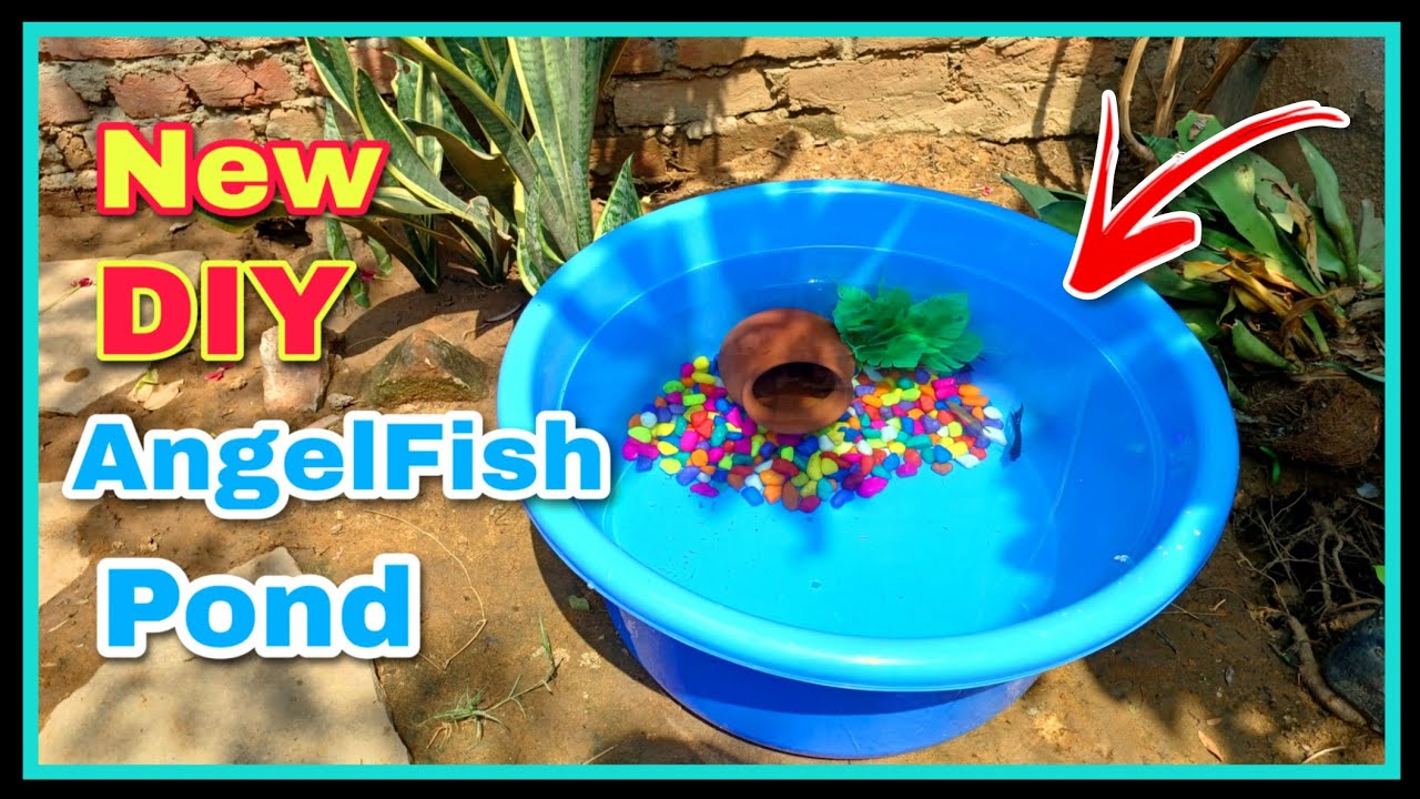Finally DIY AngelFish Pond How To Make Small Finally DIY AngelFish Pond How To Make Small