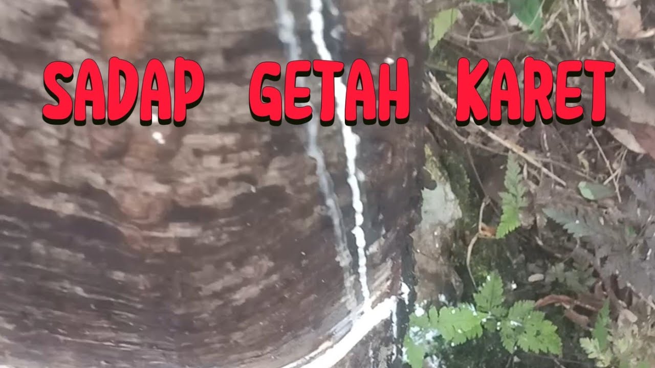 PENYADAP KARET - Proses penyadapan getah karet - YouTube