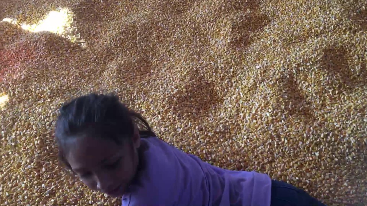 Corn Overload! - YouTube