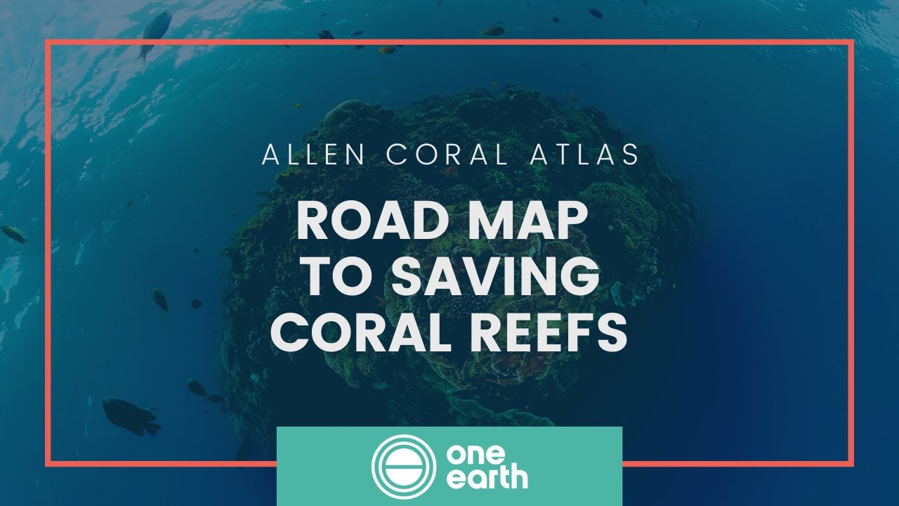 Allen Coral Atlas roadmap to saving coral reefs | One Earth - YouTube
