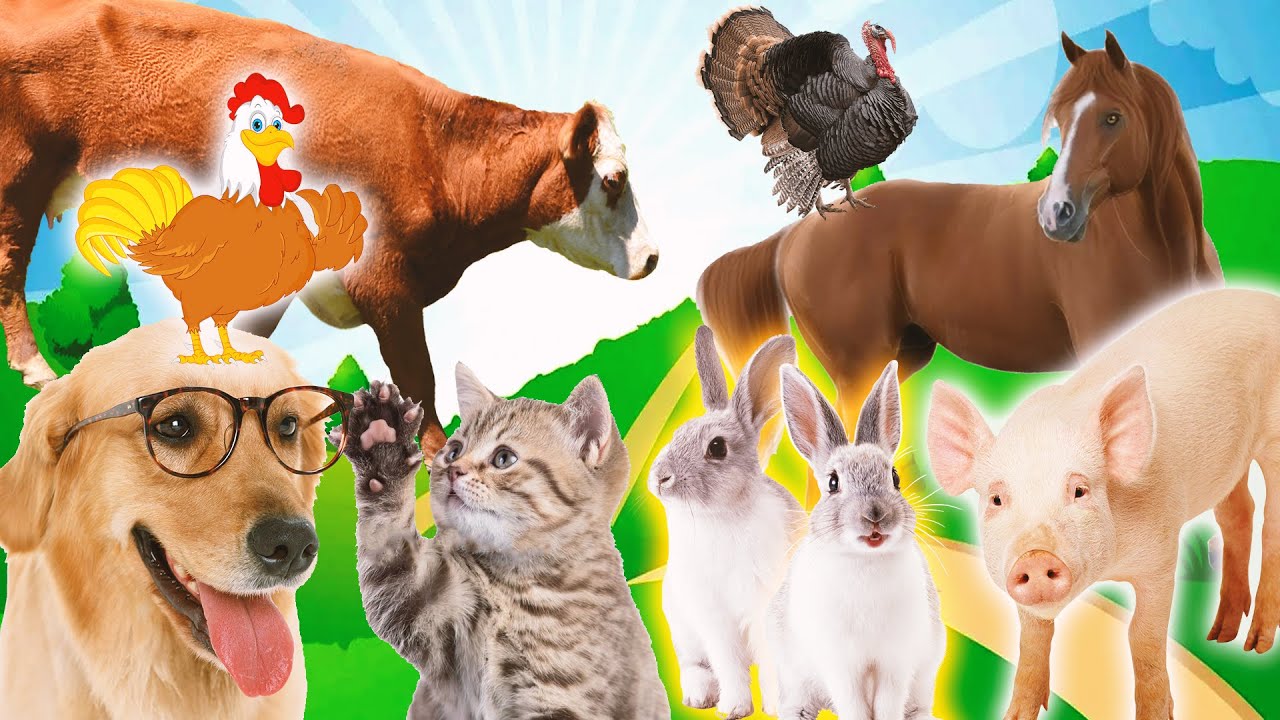 Funny Farm Animals Food: Dogs, ducks, Cows, chickens, cats - Animal ...