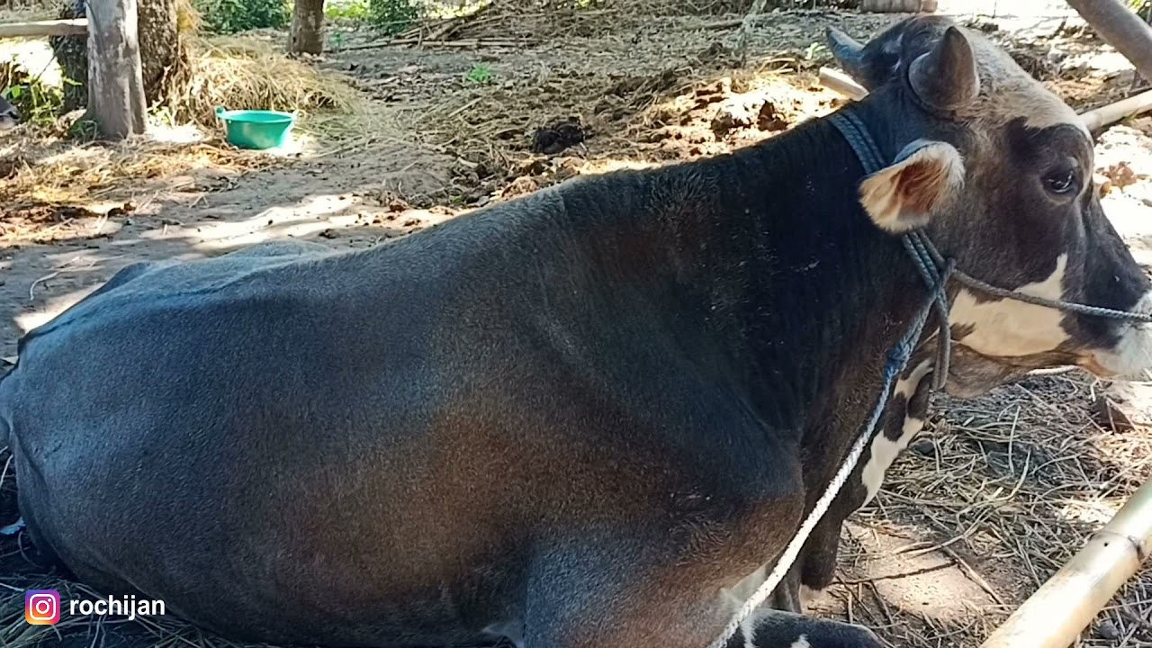 Sapi Potong : Bali, Pegon, Jawa, Metal di Canden, Jetis || Ternak ...