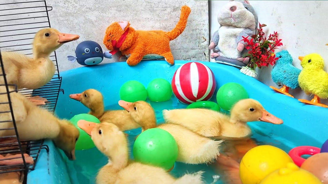 Bathing cute baby ducks in a pool of colorful balls - YouTube
