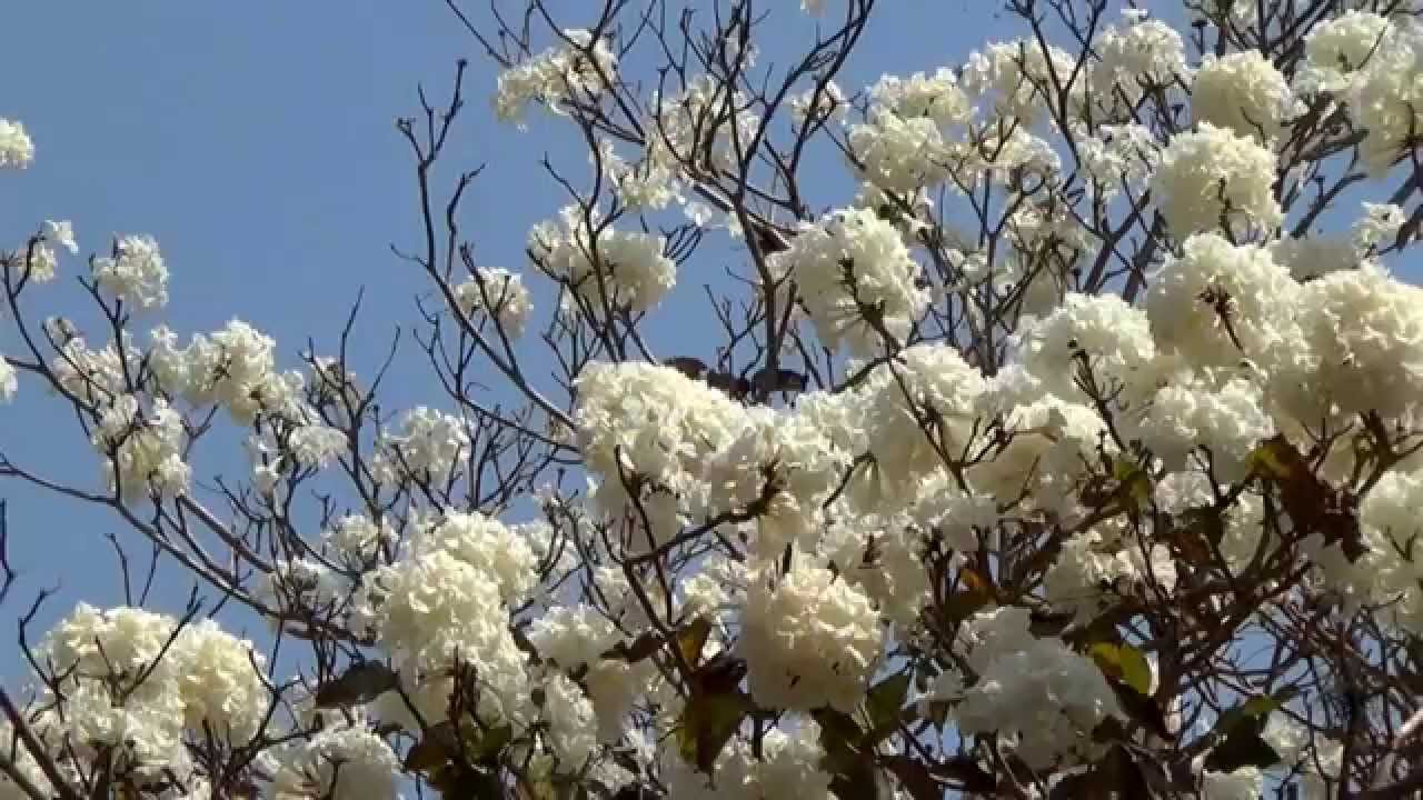 TREES IN BLOOM (TABEBUIA ROSEOALBA - BIGNONIA ROSEOALBA), IPÊ BRANCO ...