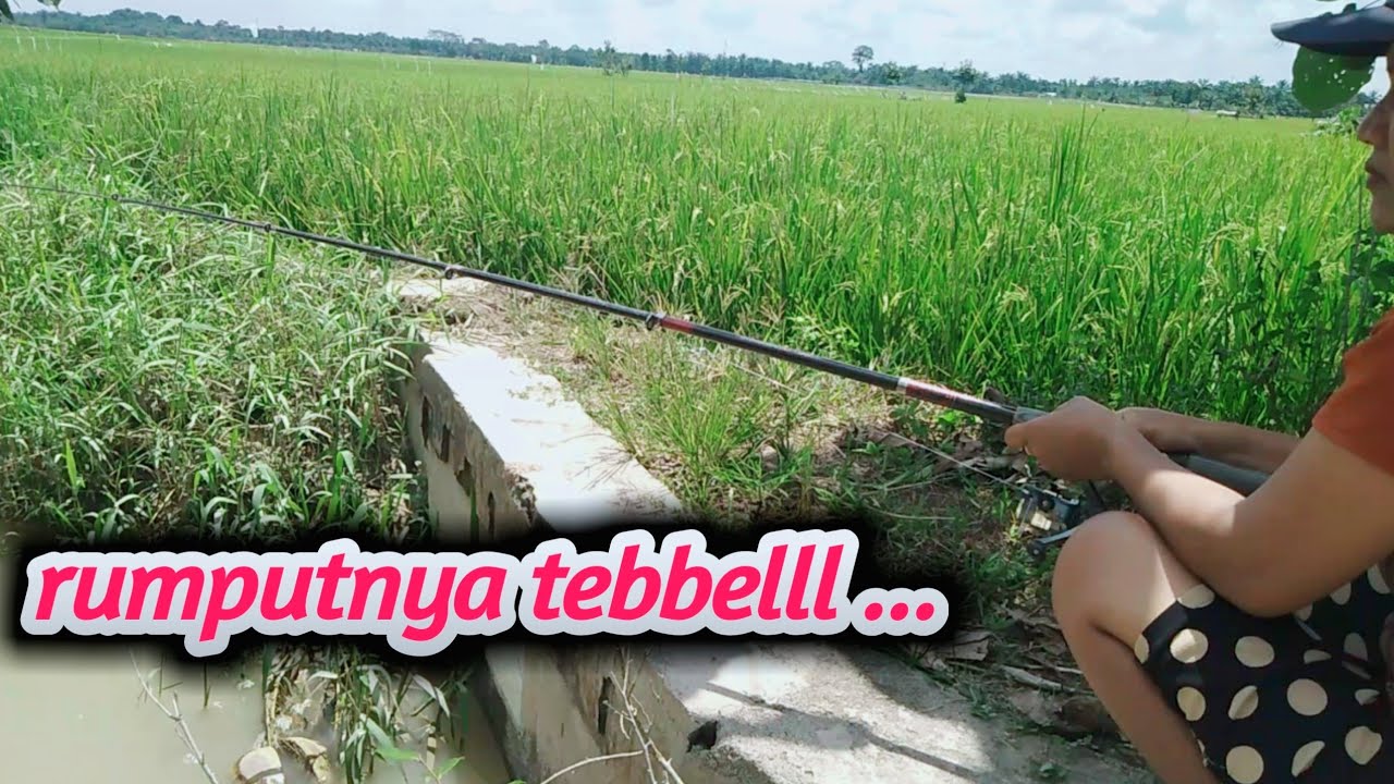 MANCING AMBYAR - MANCING CANTIK - FISHING MANIA - MANCING AMBYAR ...