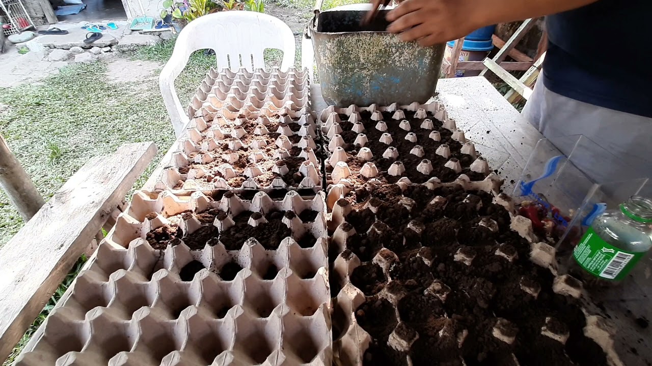 Punla | Seed Propagation | - YouTube