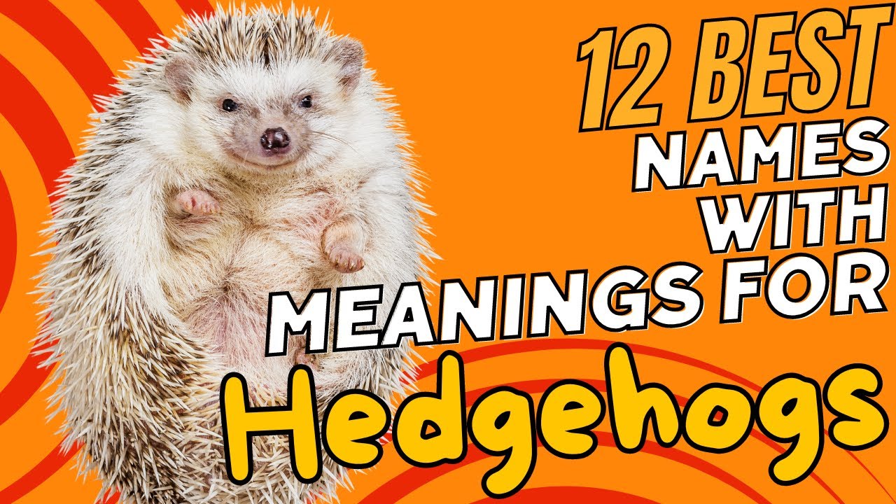 12 Best Names with Meanings for Hedgehogs 🦔 - YouTube