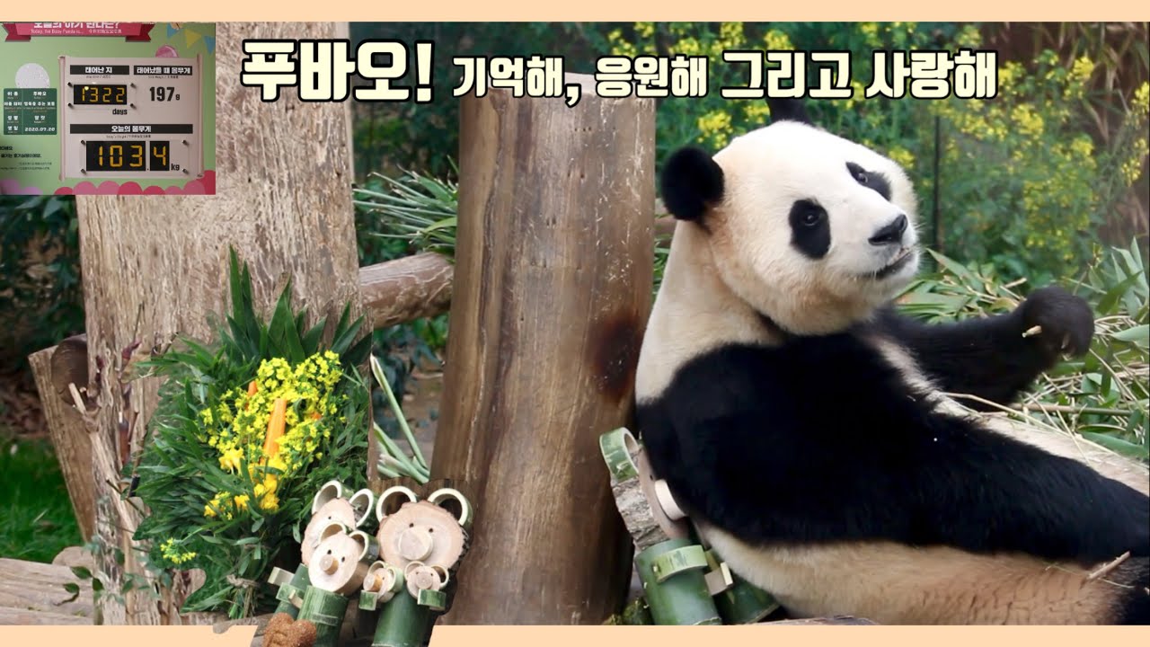 바오패밀리vlog 1322일의행복을선물해준푸의마지막근무일지 임오는참을수가없어달려갔지🏃🏻♀️ 뚠실한궁딩이로맞이해준푸야 눈물나게빛나고행복한길만걸어갈너의판생을응원해 ️