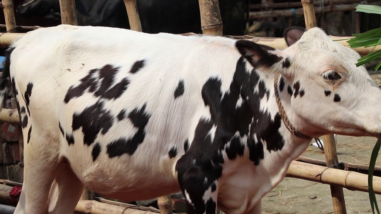 Purchases a bakona calves and build a beautiful farms.contact us ...