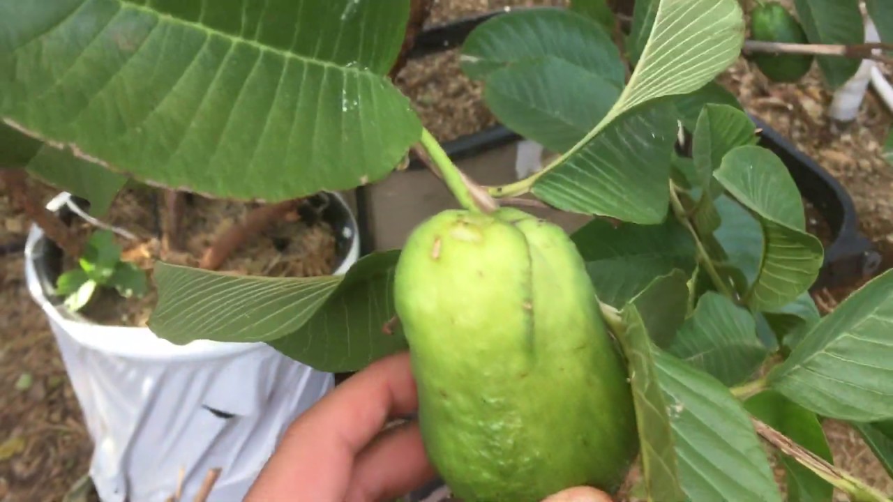 Harvesting Guavas (Barbie Pink Guava and Peruvian White Guava) - YouTube