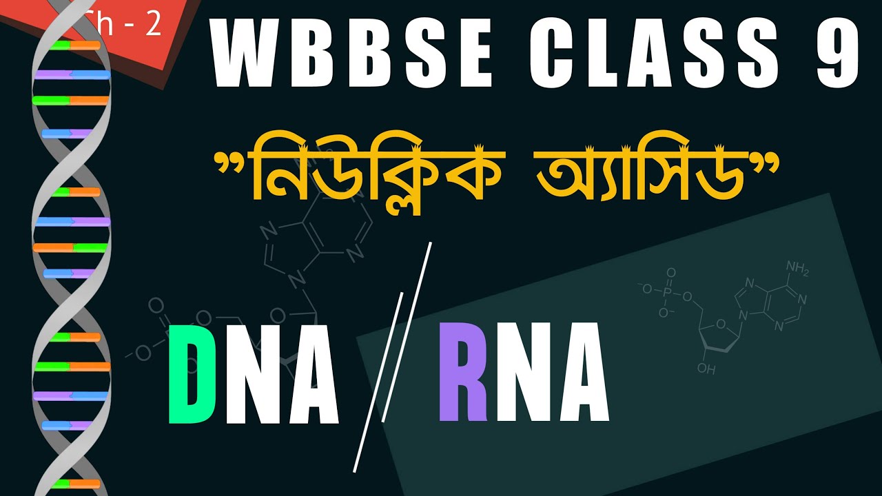 WBBSE CLASS 9 । নিউক্লিক অ্যাসিড 🧬। DNA ও RNA এর গঠন । BotanyTv - YouTube