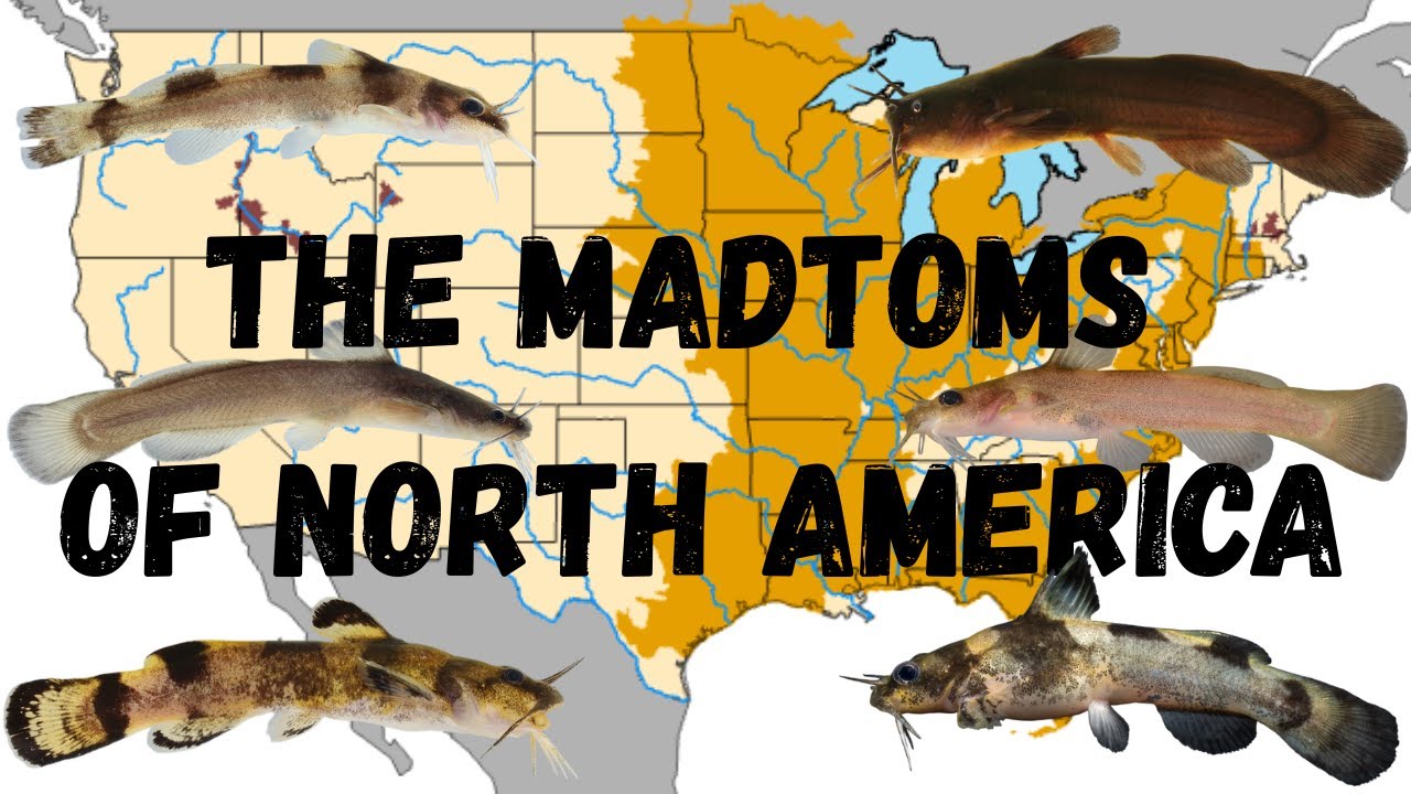 All Catfish Species with Pictures: Global Visual Guide ...