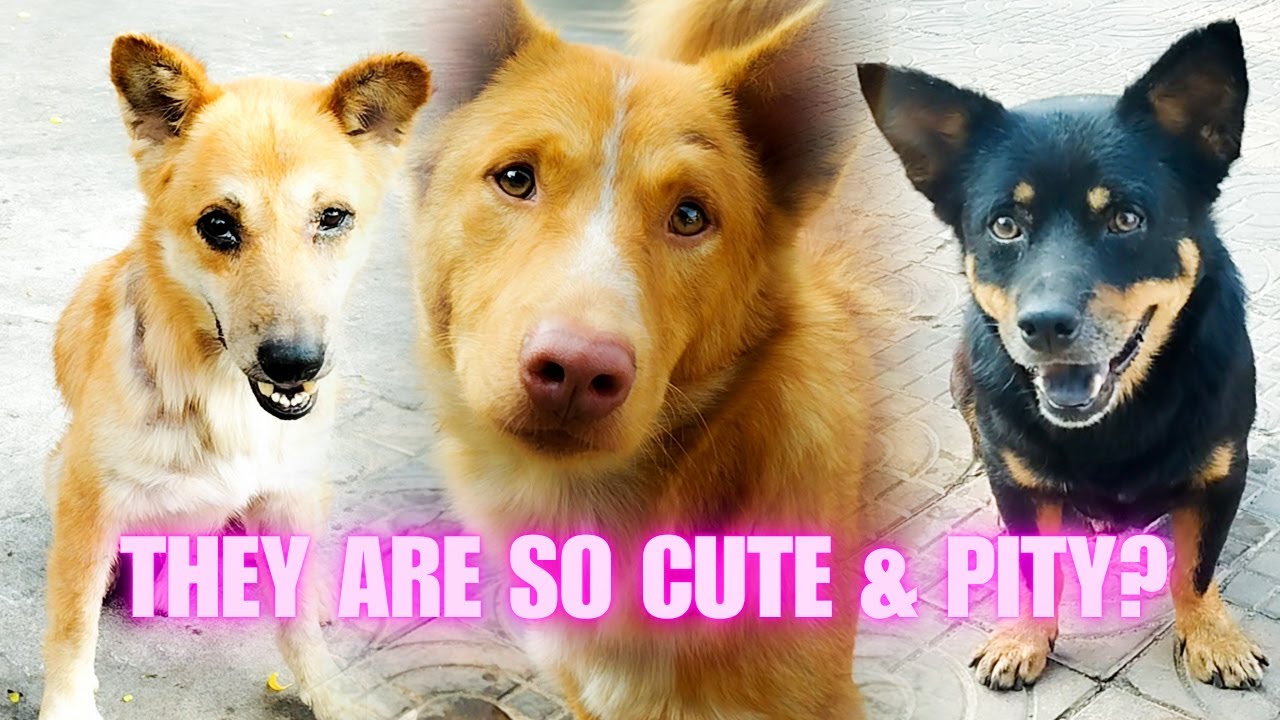 Amazing pity dog Video: They are so cute & pity? #cat #funny #dog #pets ...