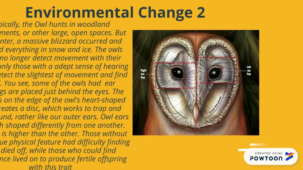 Owl Evolution Project - YouTube