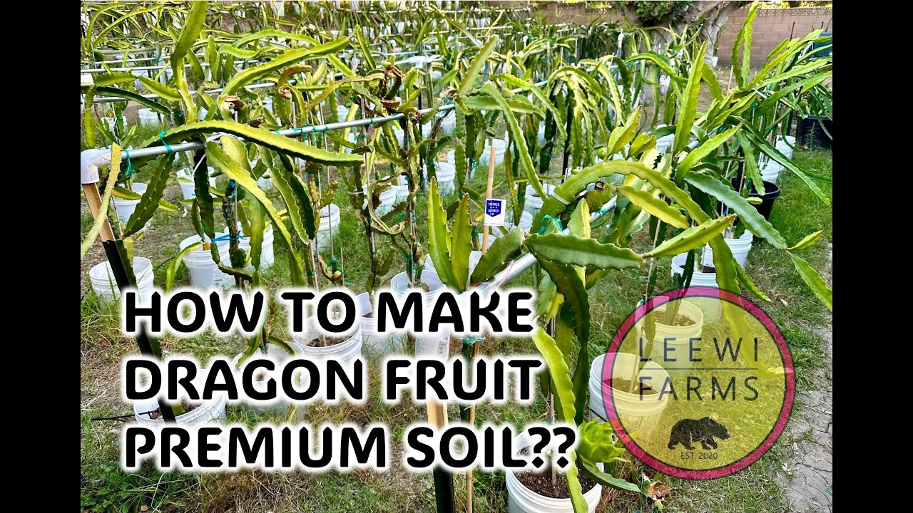 How to Make Your Own Exclusive Premium Soil Mix for Cultivating Dragon ...