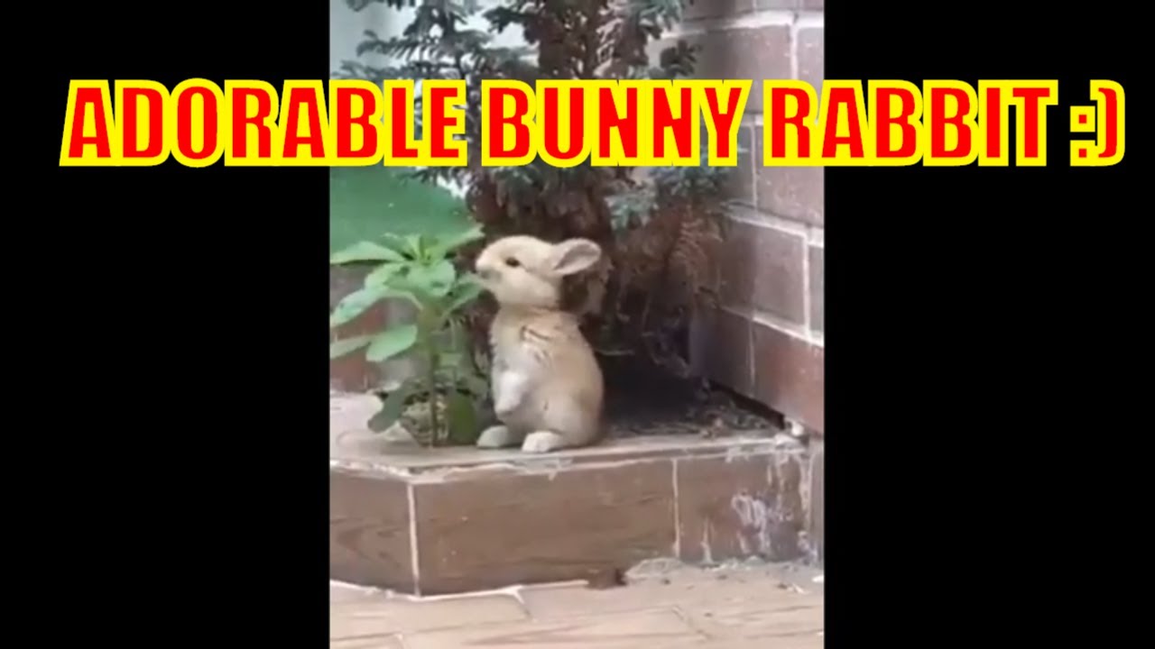 WATCH THIS ADORABLE BUNNY RABBIT, WENT VIRAL ON WEB! CRUNCHY CRUNCH ...