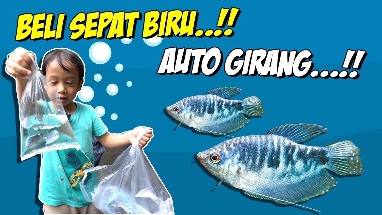 DZAKY TAKUT SAMA IKAN SEPAT BIRU..!! KOK BISA ??!! - YouTube