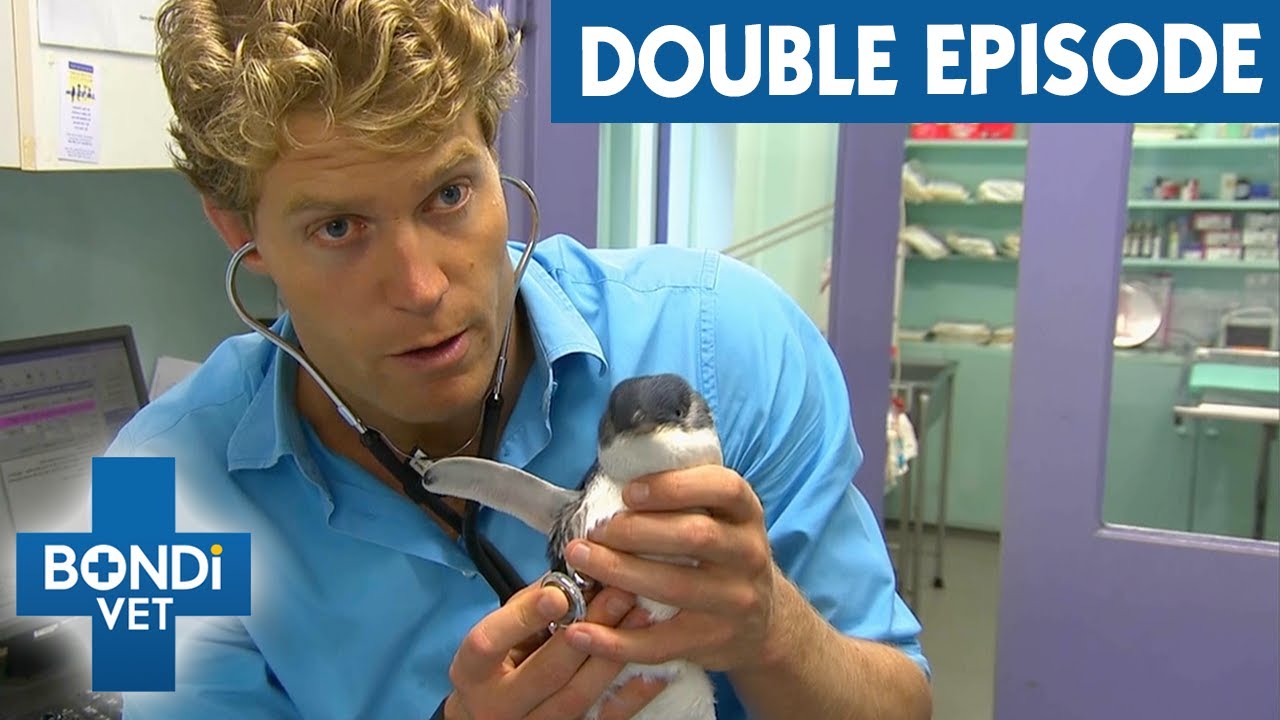 Paralysed Penguin Washes Up On Bondi Beach | Bondi Vet - YouTube