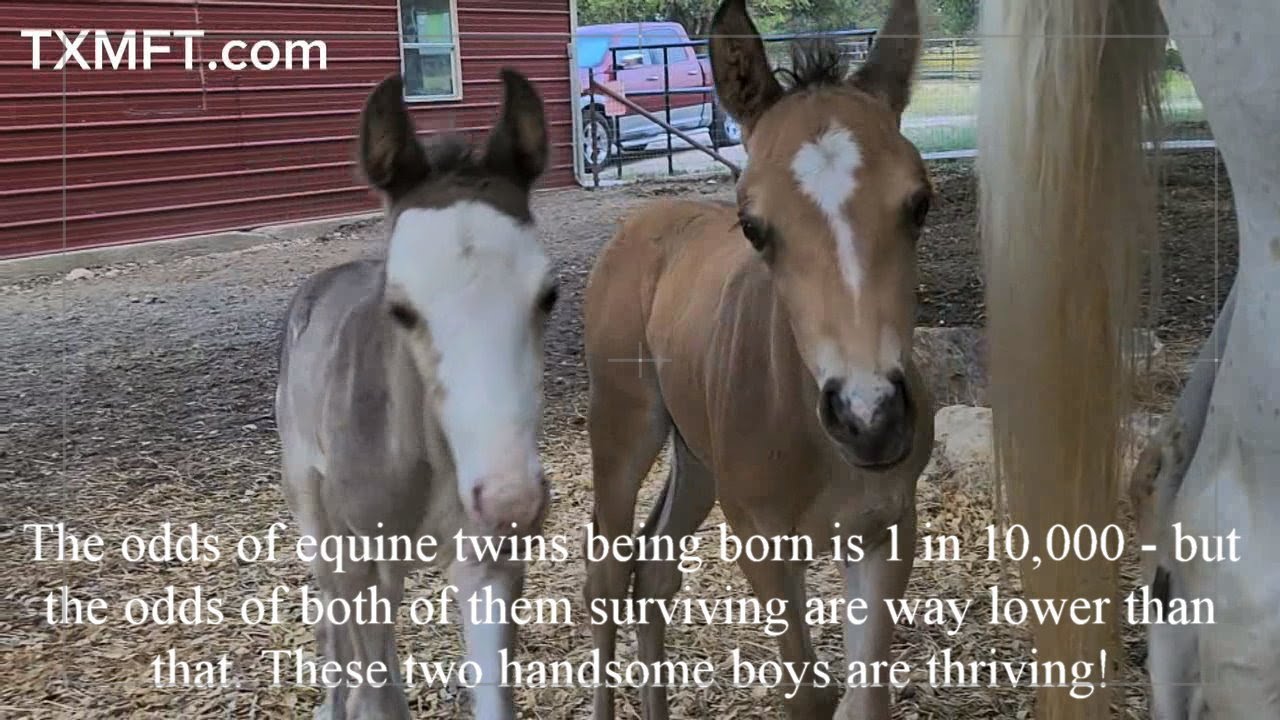 Cute Twin Foals