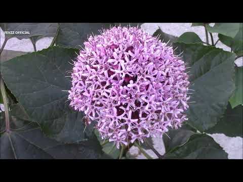 Rus Ortancası (Clerodendrum Foetidum Bungei) Görenleri Büyülüyor