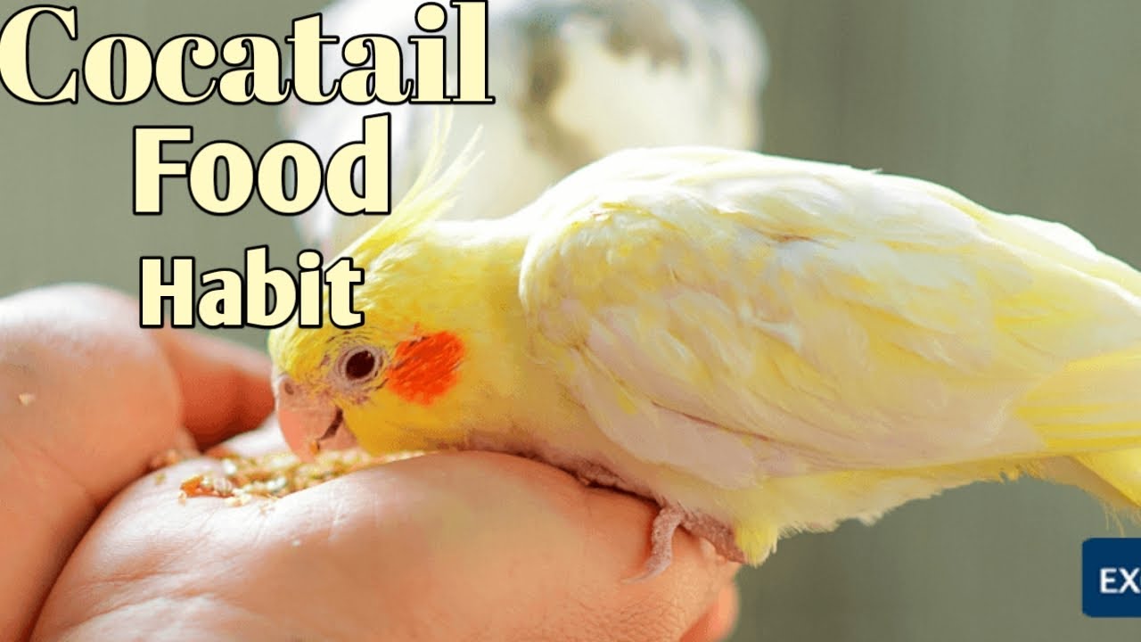 Cocatail Food habit in Australia.Cocktail Food habit. which food does ...