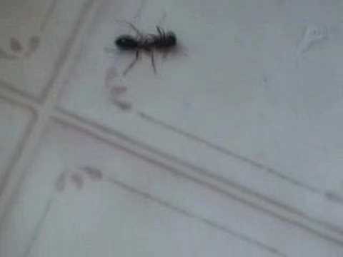Bugs on Drugs - YouTube