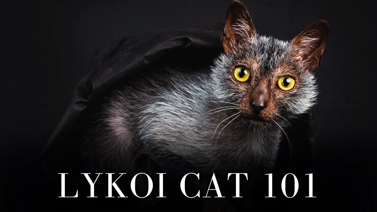 Lykoi Cat 101 - Everything You Need to Know - YouTube